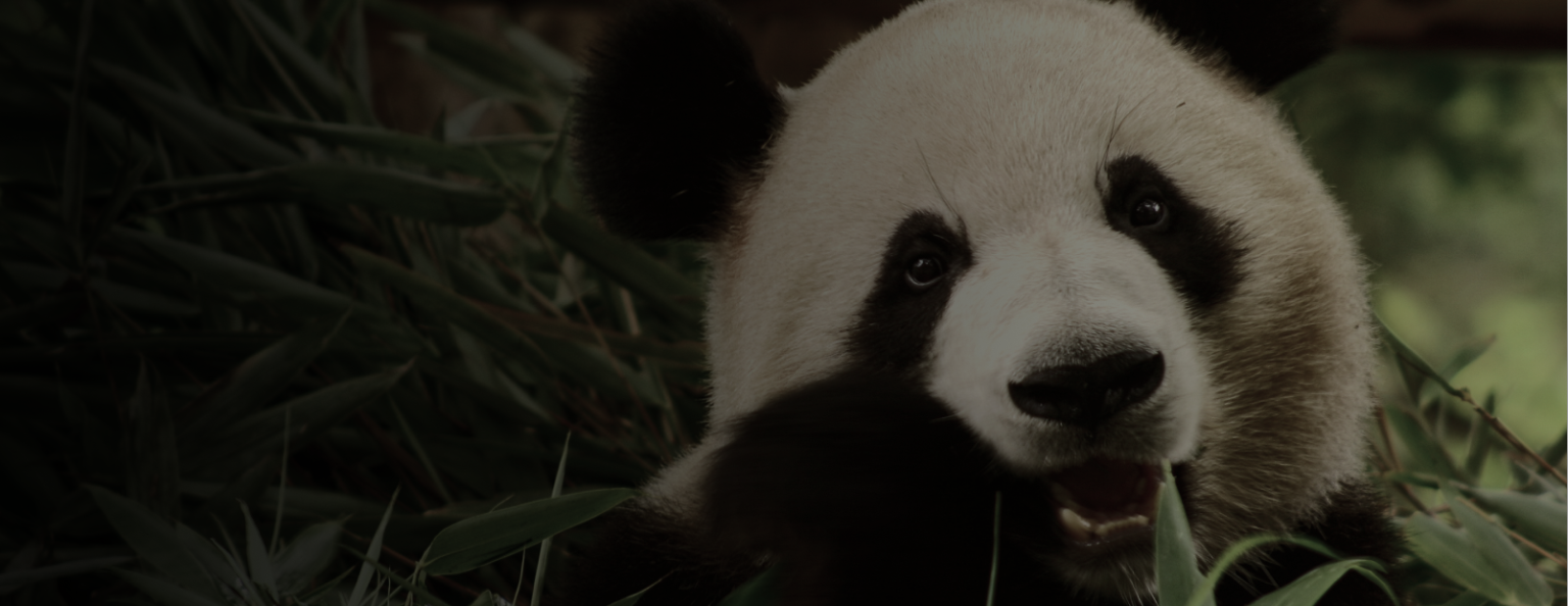 Why Are Pandas Endangered? – Save The Pandas